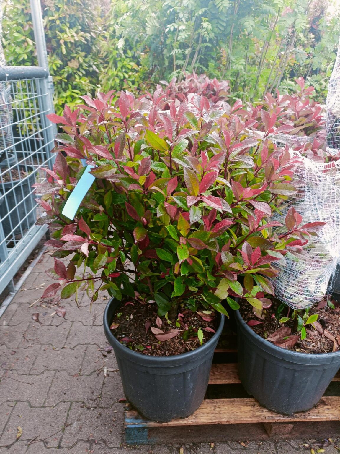 Photinia fraseri Robusta Compacta Kugel oder Glanzmispel Kugel